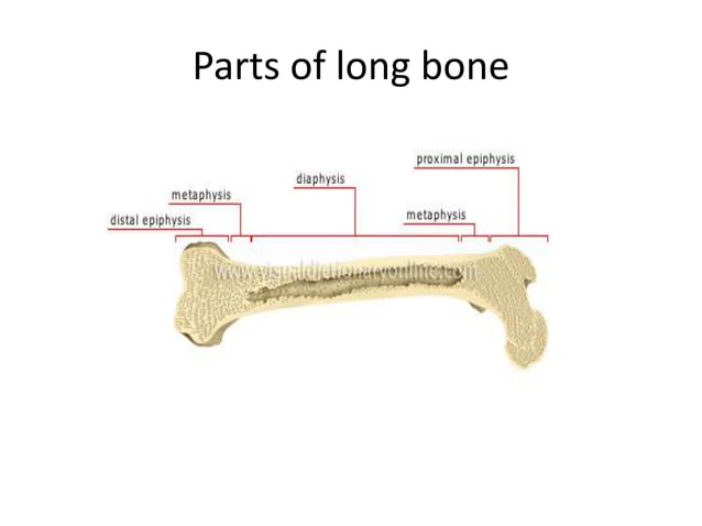 Long bone | PPTX