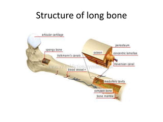 Long bone | PPTX