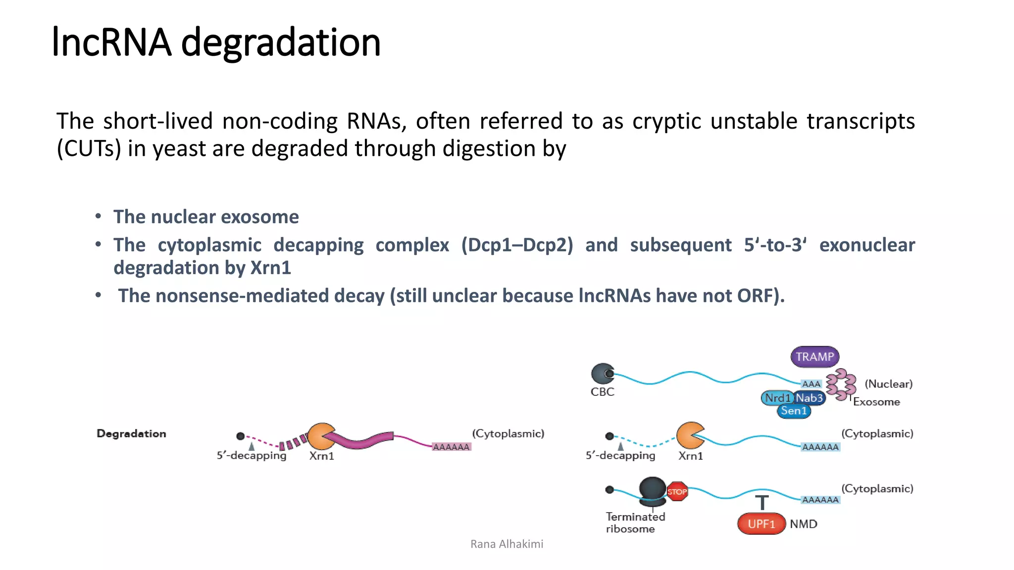 Long non coding RNA lncRNAs | PDF