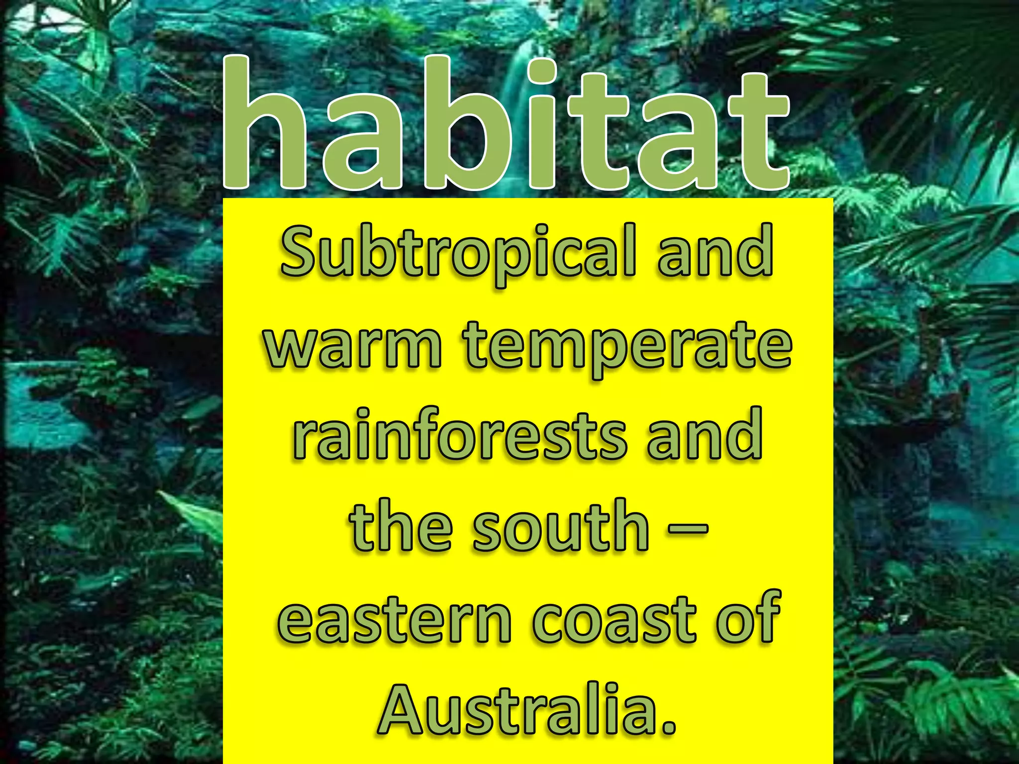 Long nosed potoroo | PPTX