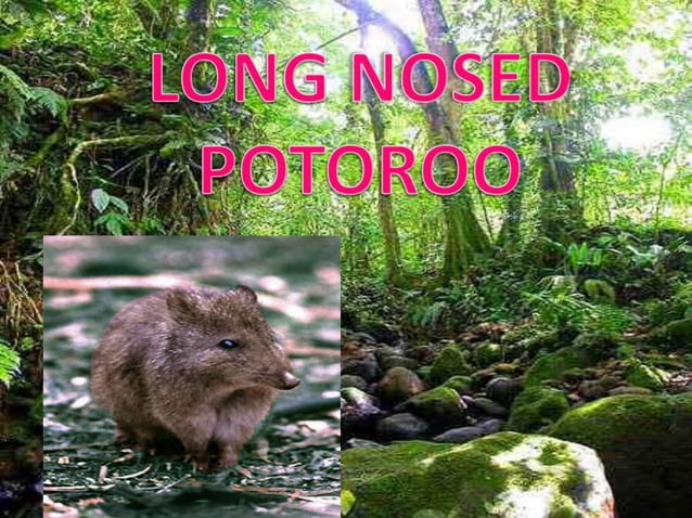 Long nosed potoroo | PPTX