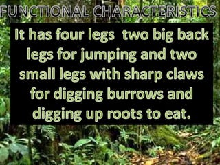 Long nosed potoroo | PPTX