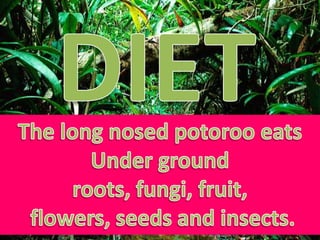 Long nosed potoroo | PPTX