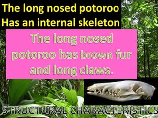 Long nosed potoroo | PPTX