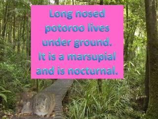 Long nosed potoroo | PPTX
