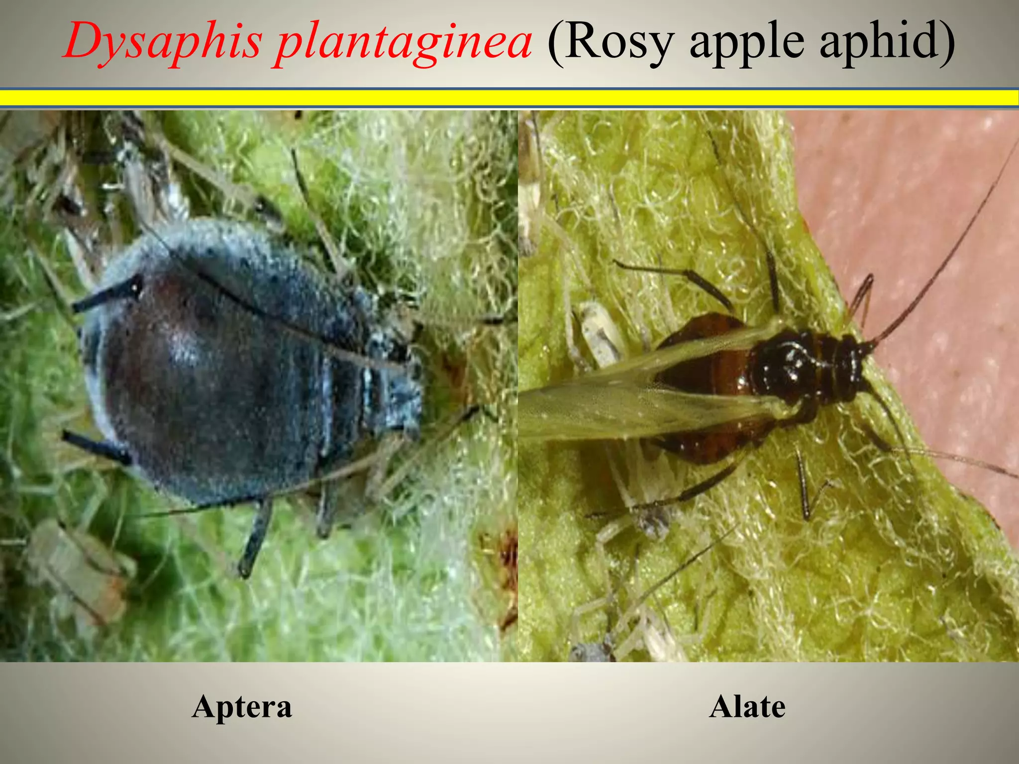 Long-range migration in insects : Mechanisms and monitoring techniques ...
