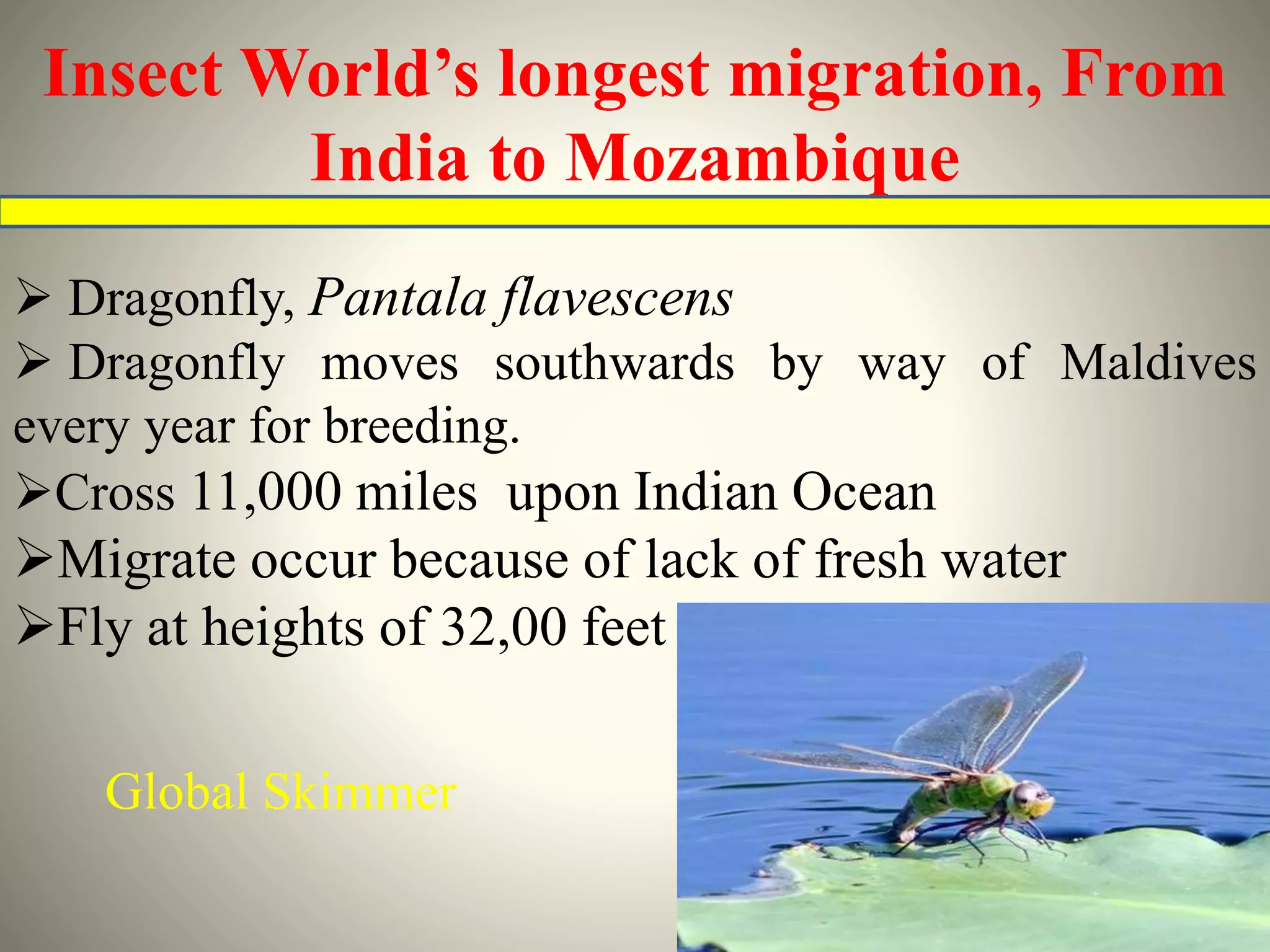 Long-range migration in insects : Mechanisms and monitoring techniques ...