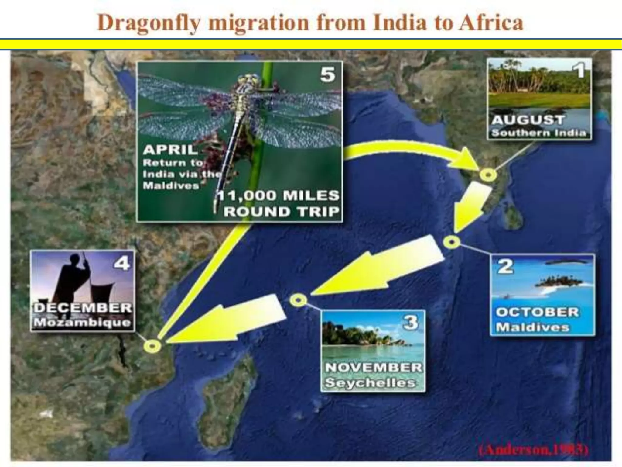 Long-range migration in insects : Mechanisms and monitoring techniques ...