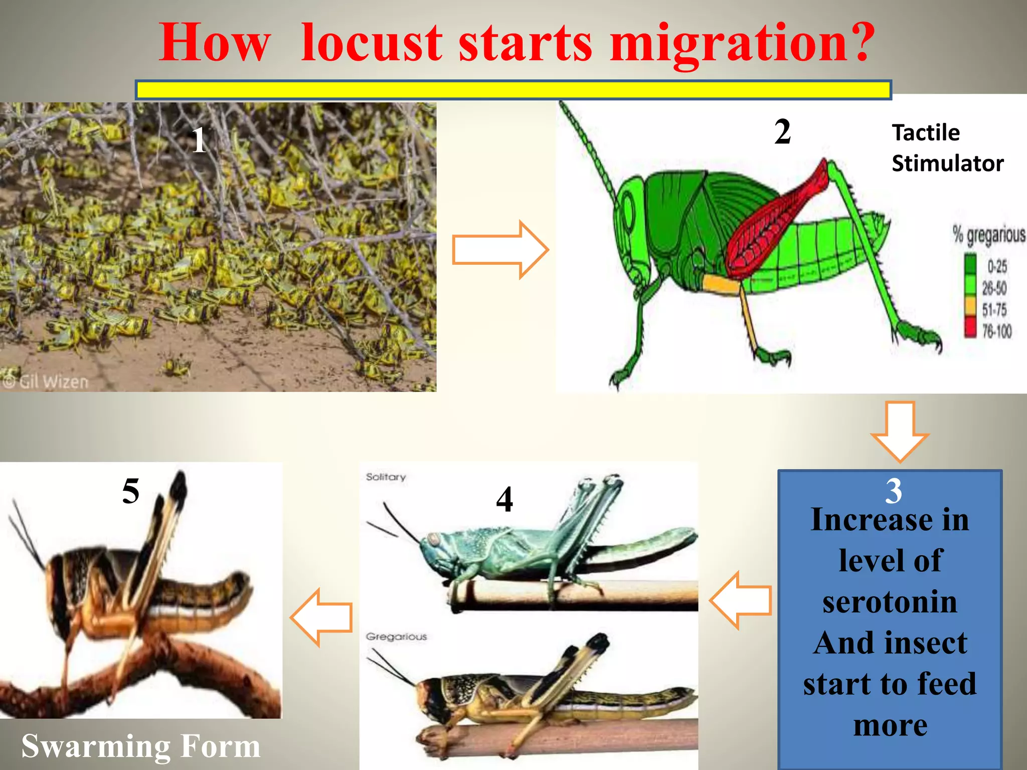 Long-range migration in insects : Mechanisms and monitoring techniques ...