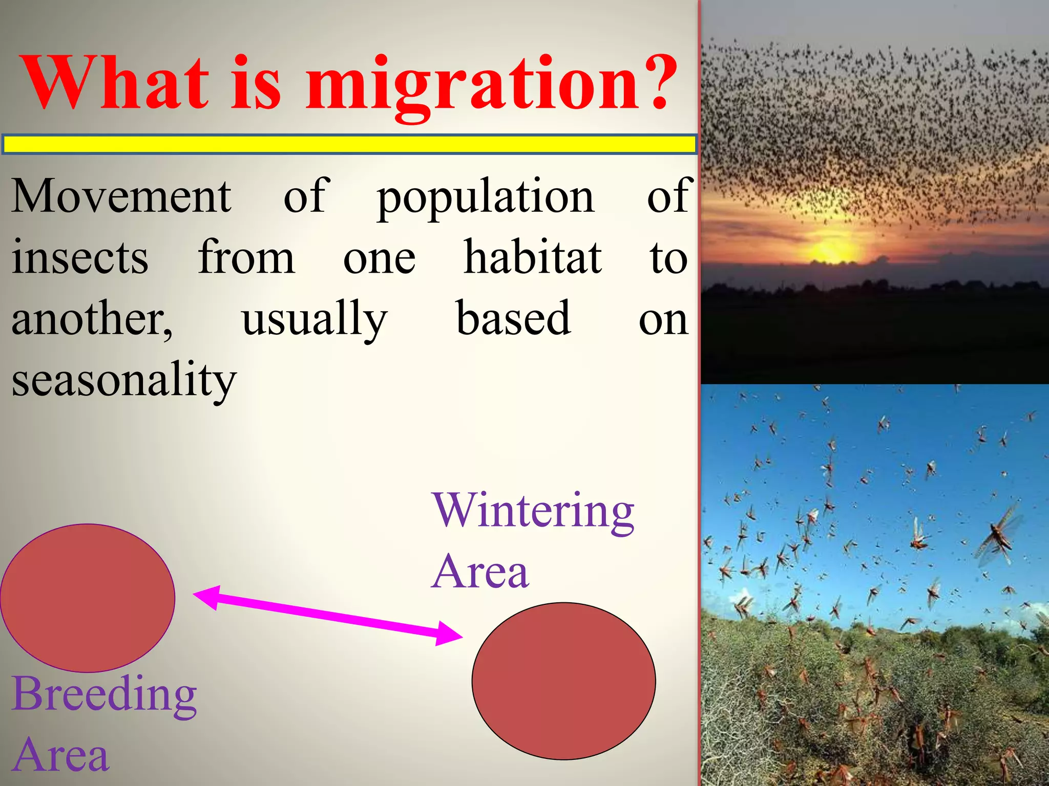 Long-range migration in insects : Mechanisms and monitoring techniques ...