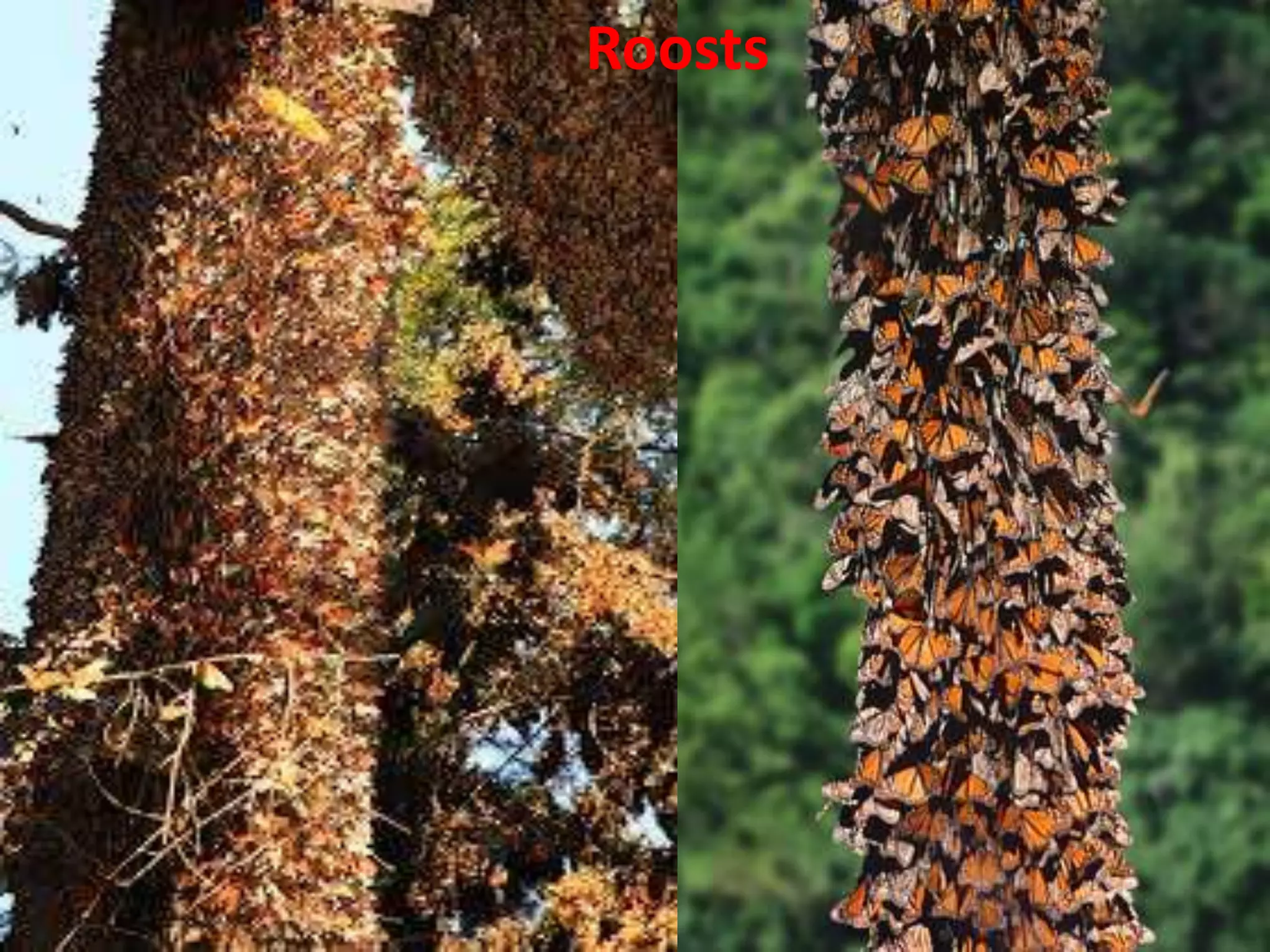 Long-range migration in insects : Mechanisms and monitoring techniques ...