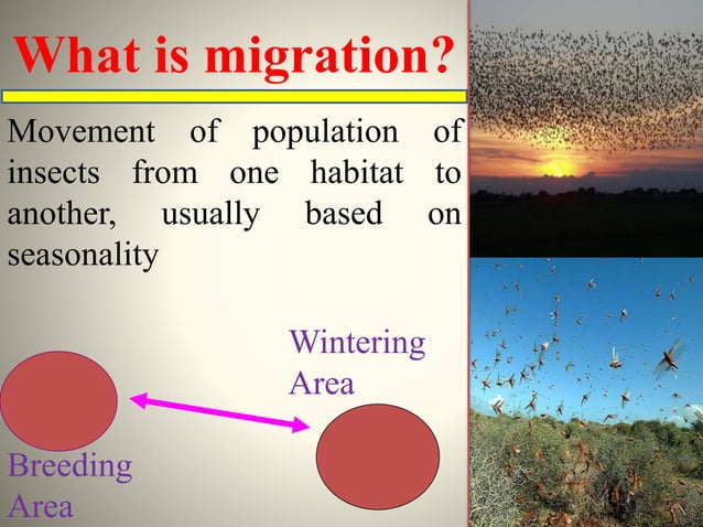 Long-range migration in insects : Mechanisms and monitoring techniques ...