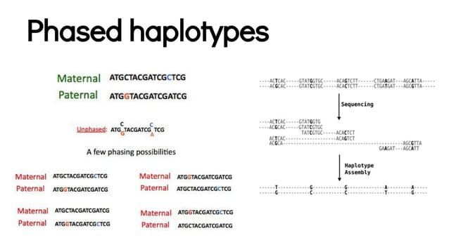 Long read sequencing - WEHI bioinformatics seminar - tue 16 june 2015 | PPT