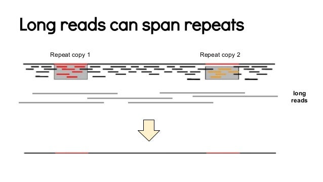 Long read sequencing - WEHI bioinformatics seminar - tue 16 june 20…