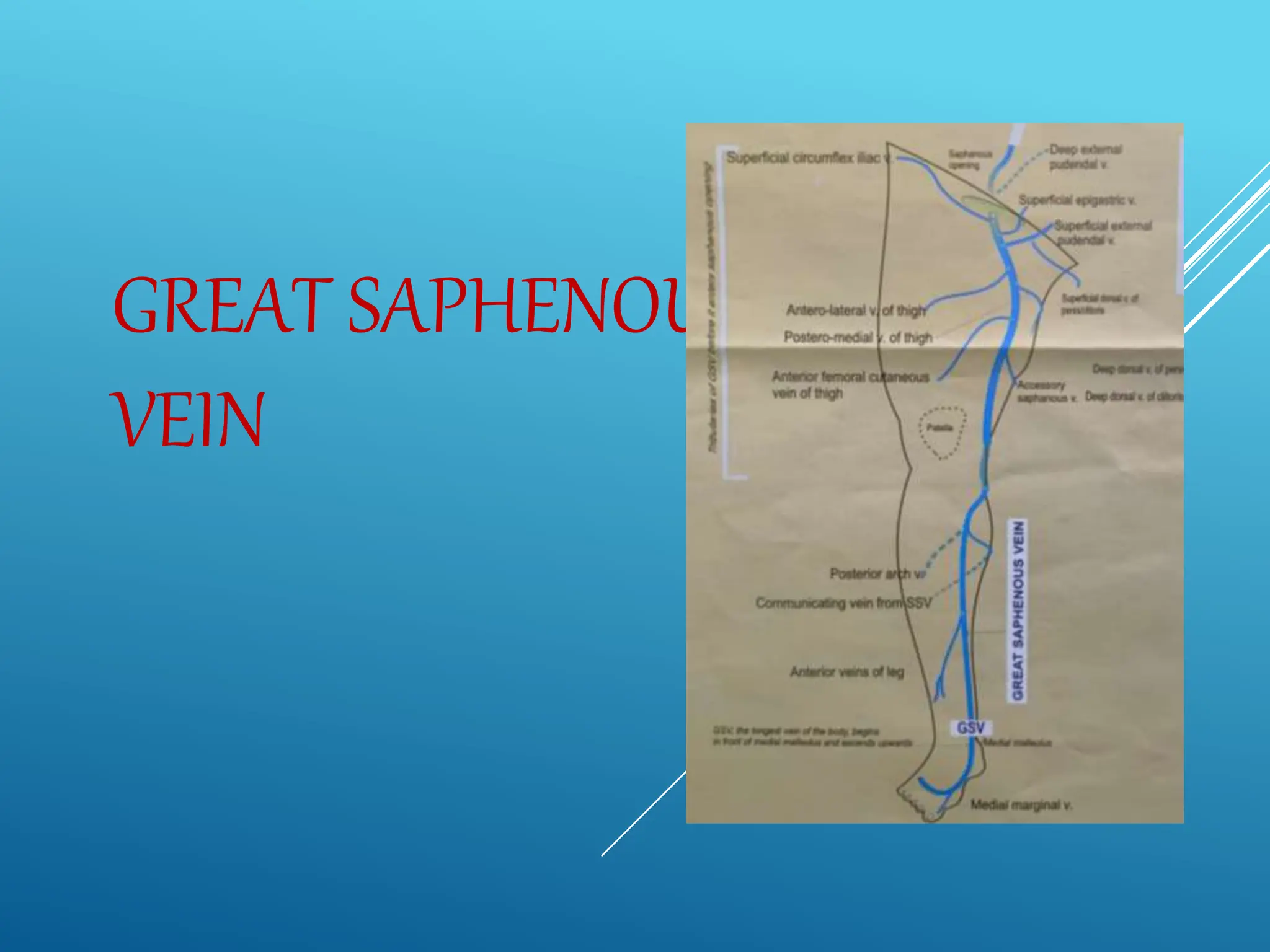 Long Saphenous Vein.pptx is ...