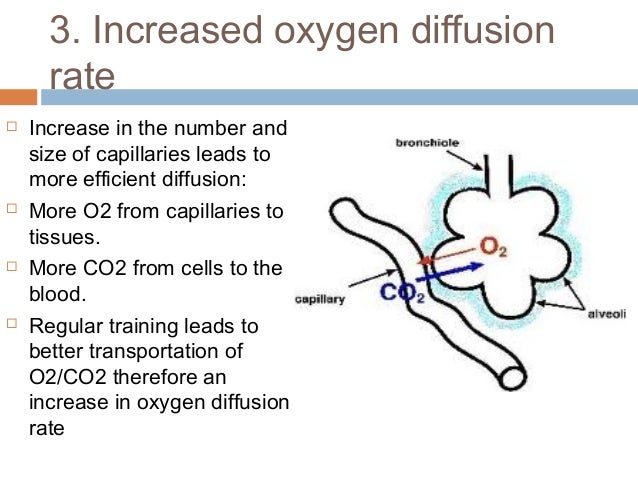 Long term effects of exercise on respiratory system