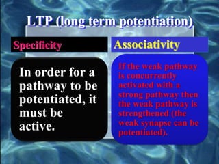 Long term potentiation | PPSX