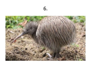 RBEA QUIZ Long visual connect | PPT