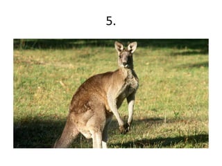 RBEA QUIZ Long visual connect | PPT