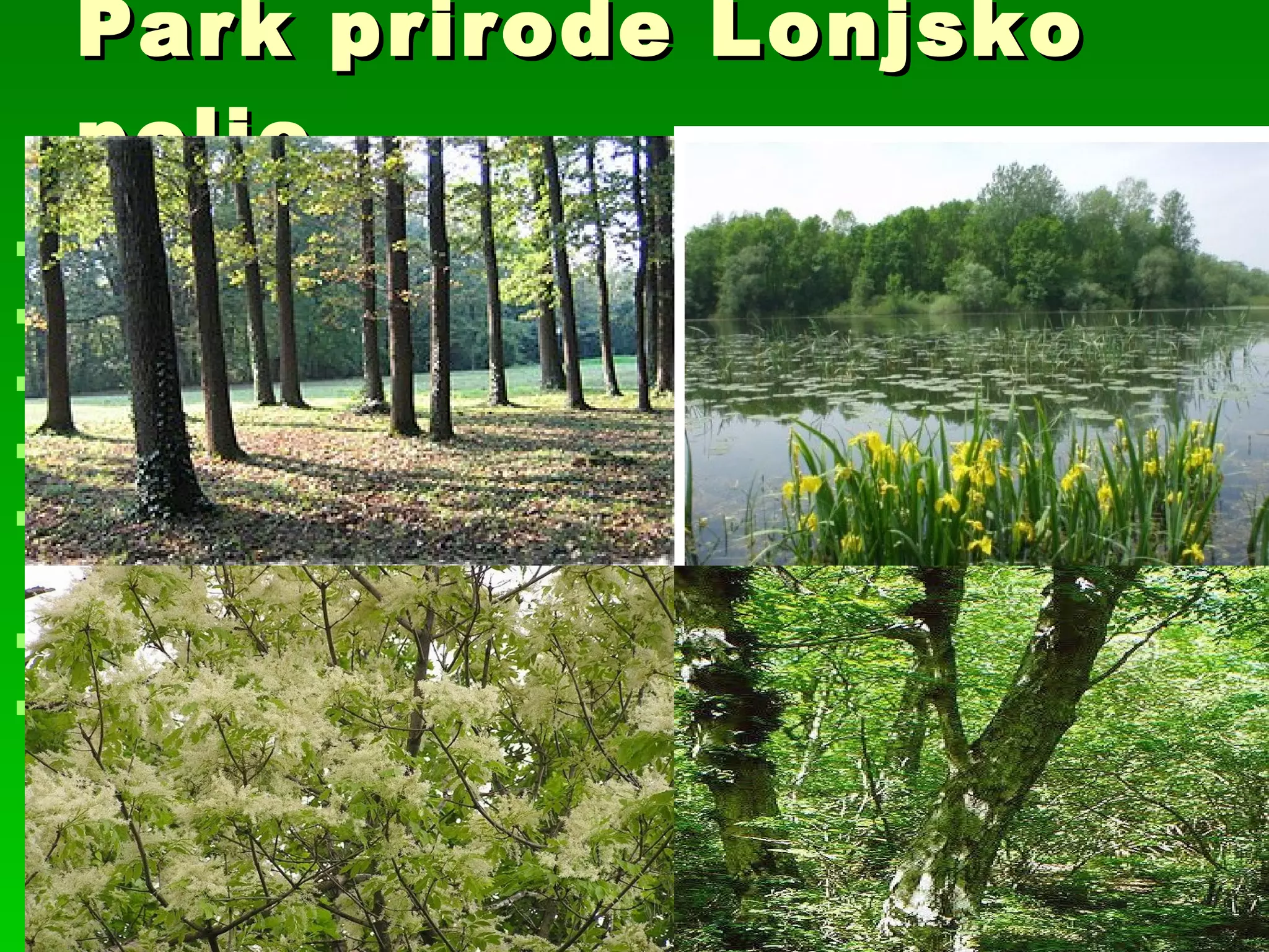 Biologija - Lonjsko polje | PPT