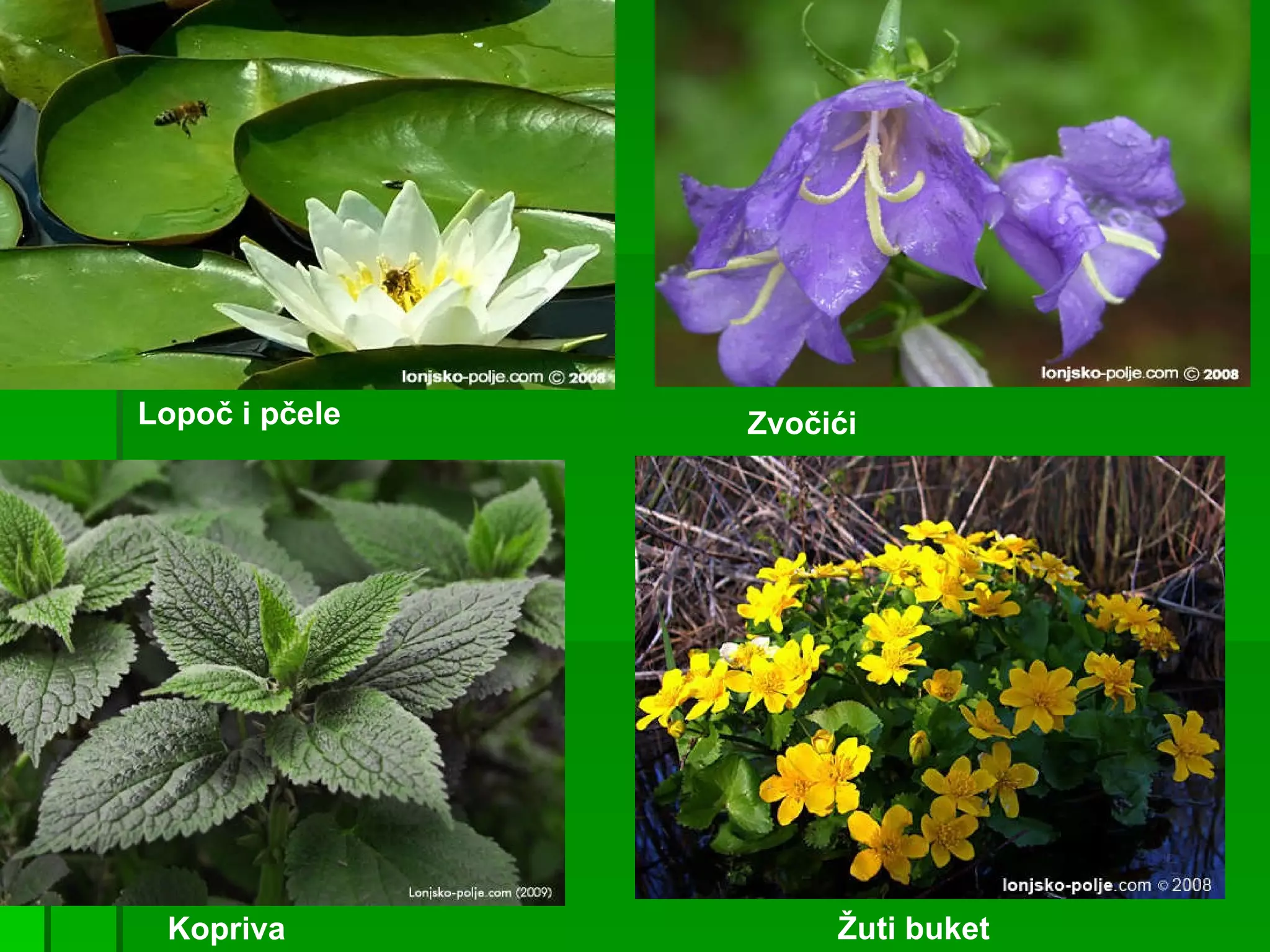 Biologija - Lonjsko polje | PPT