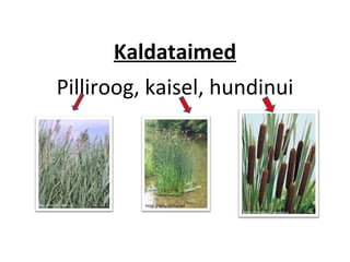 Loodusõpetus taimed 2. klass | PPT