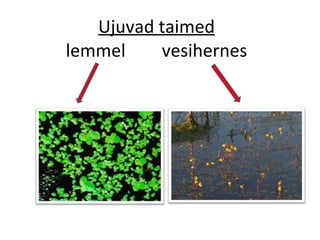 Loodusõpetus taimed 2. klass | PPT