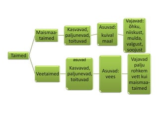 Loodusõpetus taimed 2. klass | PPT