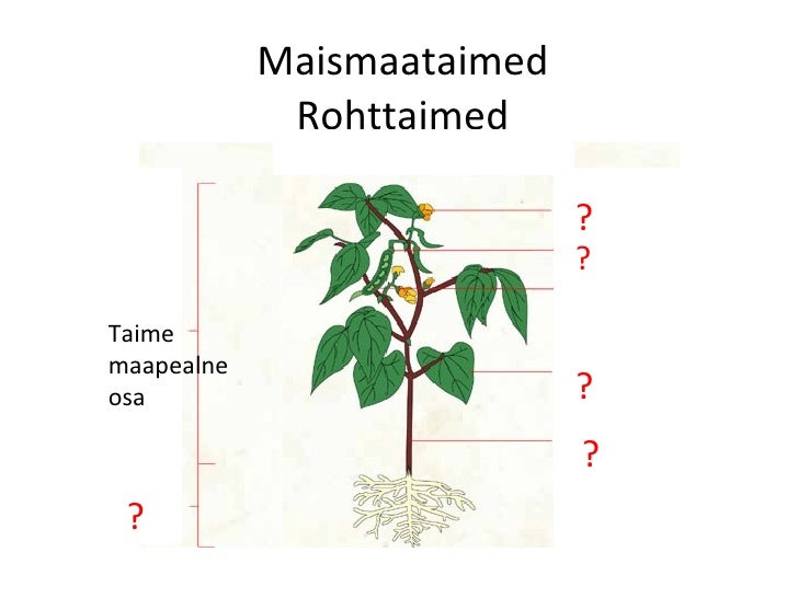 Loodusõpetus taimed 2. klass