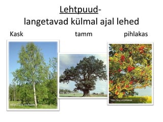 Loodusõpetus taimed 2. klass1 | PPT