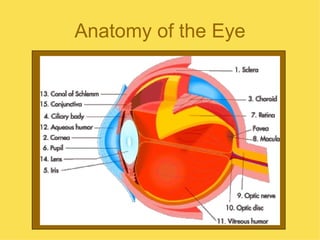 Looking Into The Eye | PPT