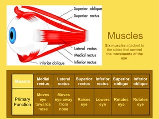 Looking Into The Eye | PPT