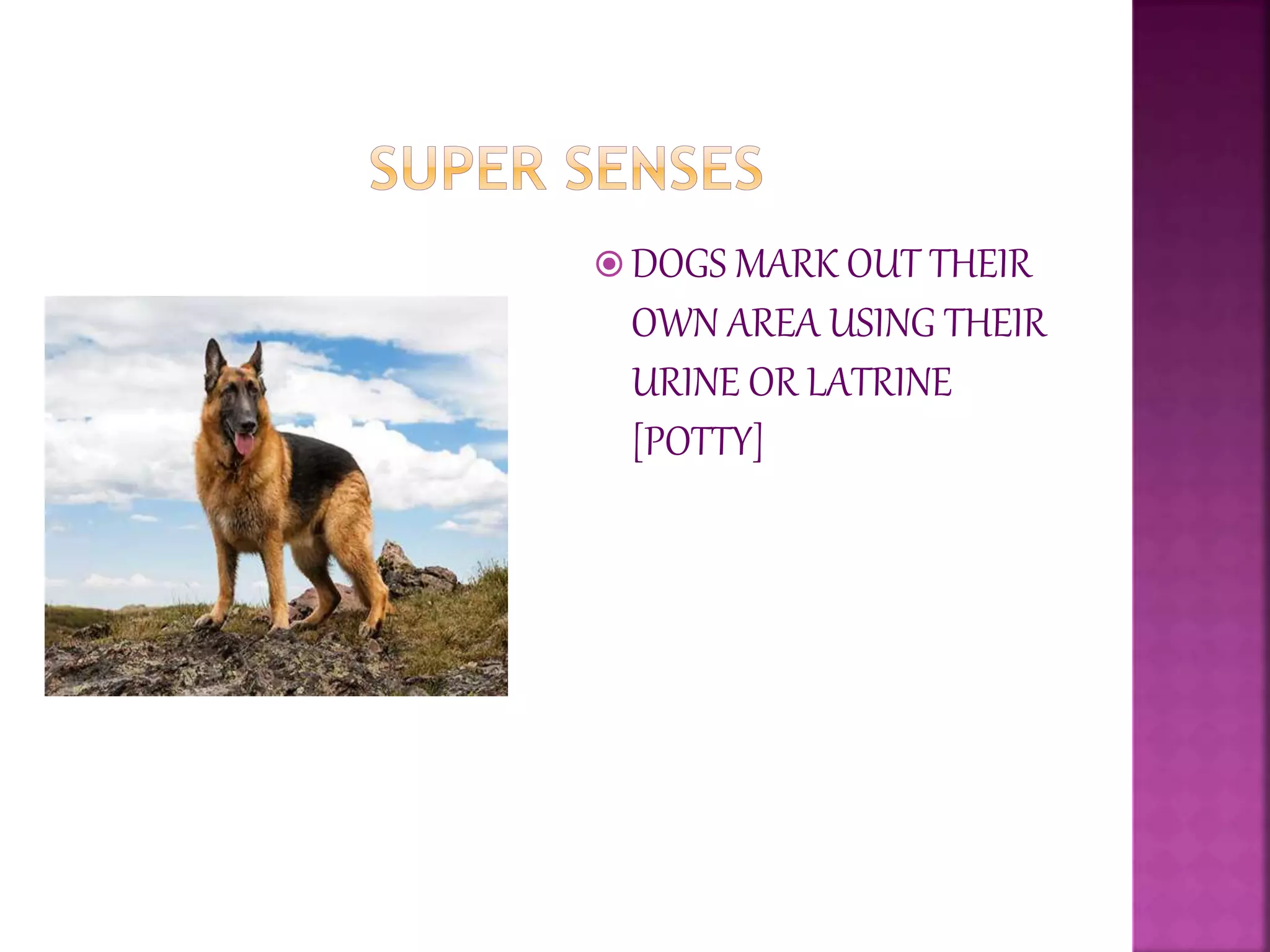 Looking around 5 th class-ncert | PPTX