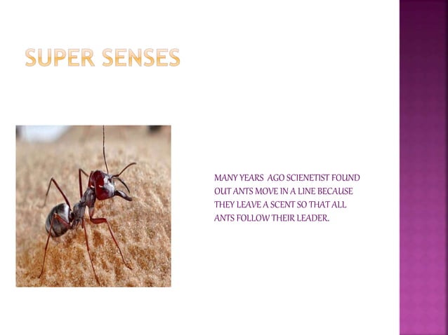 Looking around 5 th class-ncert | PPT