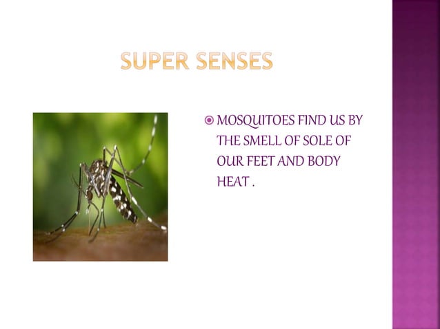 Looking around 5 th class-ncert | PPT