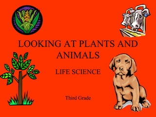 Looking at plants and animals (science) | PPT