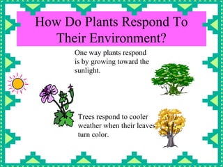 Looking at plants and animals (science) | PPT