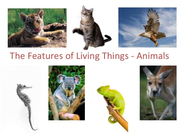 Features of Living Things