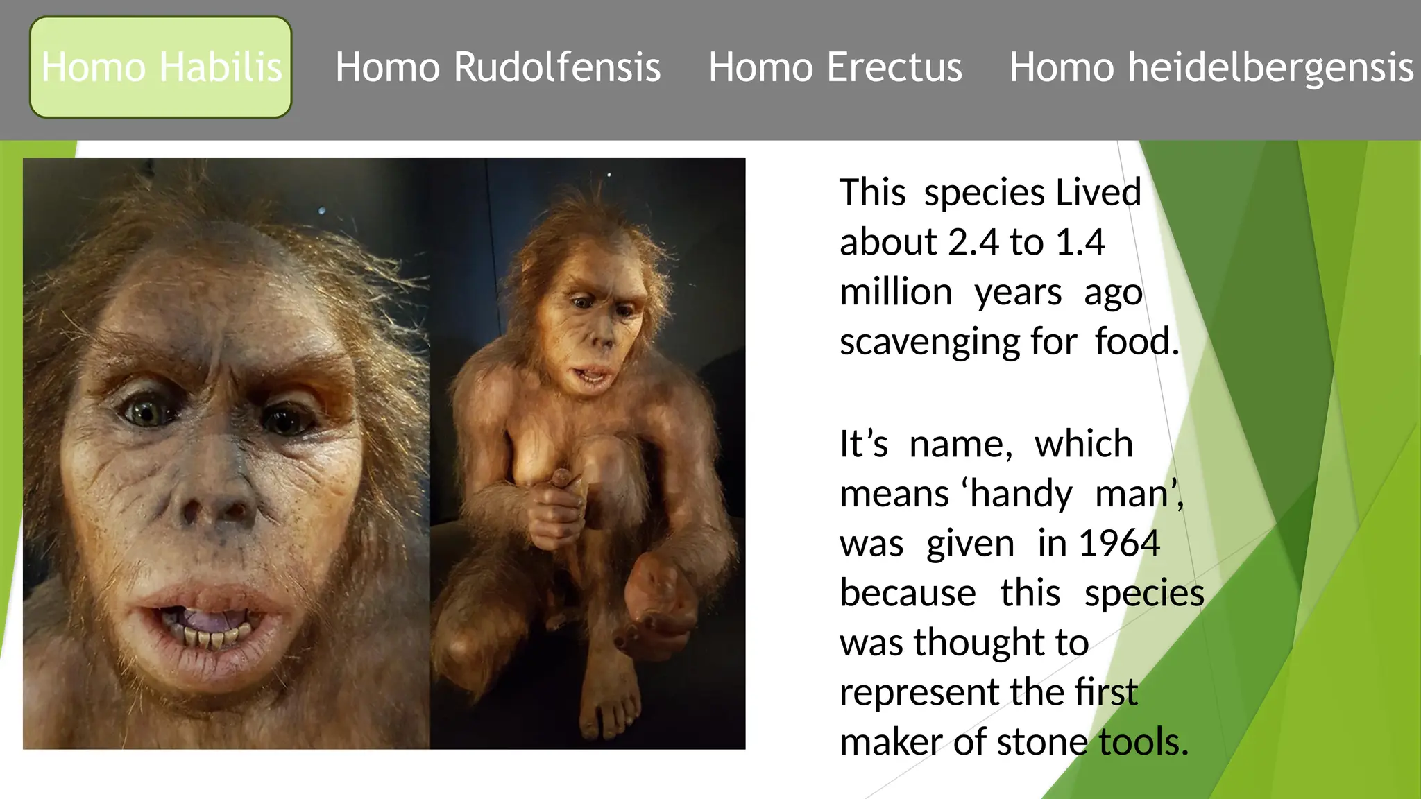 Looking Back At Human Biocultural And Social Evolution Pptx