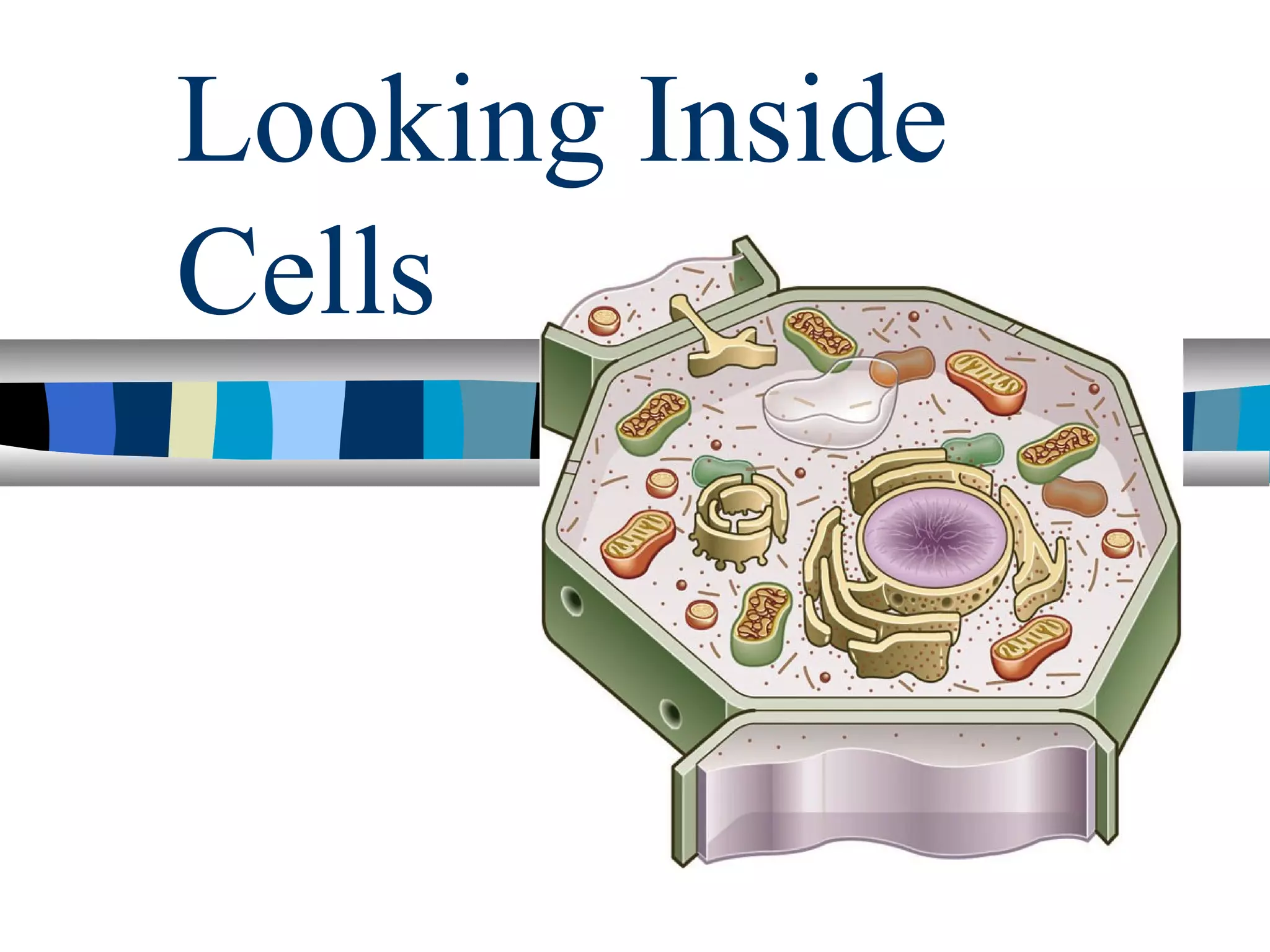 Looking inside cells notes (1) | PPT