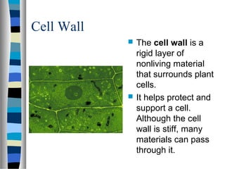 Looking inside cells notes (1) | PPT