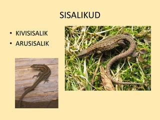 Loomad.2 klass | PPTX