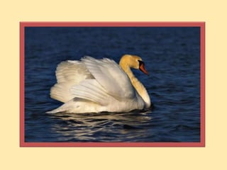 Loomad.2 klass | PPTX