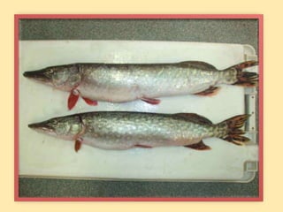 Loomad.2 klass | PPTX