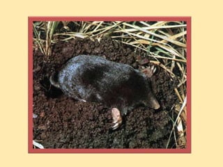 Loomad.2 klass | PPTX