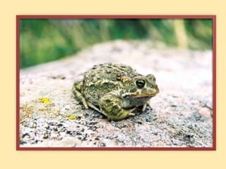 Loomad.2 klass | PPTX