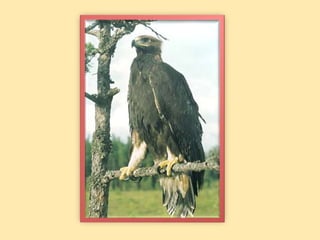 Loomad.2 klass | PPTX