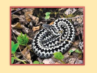 Loomad.2 klass | PPTX