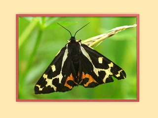 Loomad.2 klass | PPTX