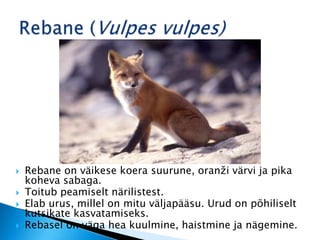 Loomad eesti looduses | PPTX